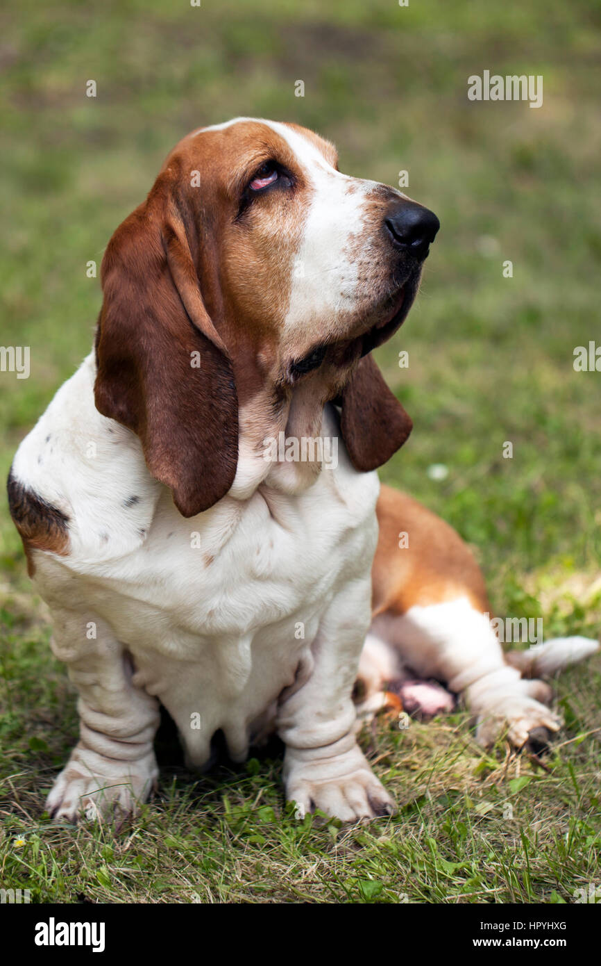 Dog Basset hound, Selective focus and small depth of field Stock Photo ...
