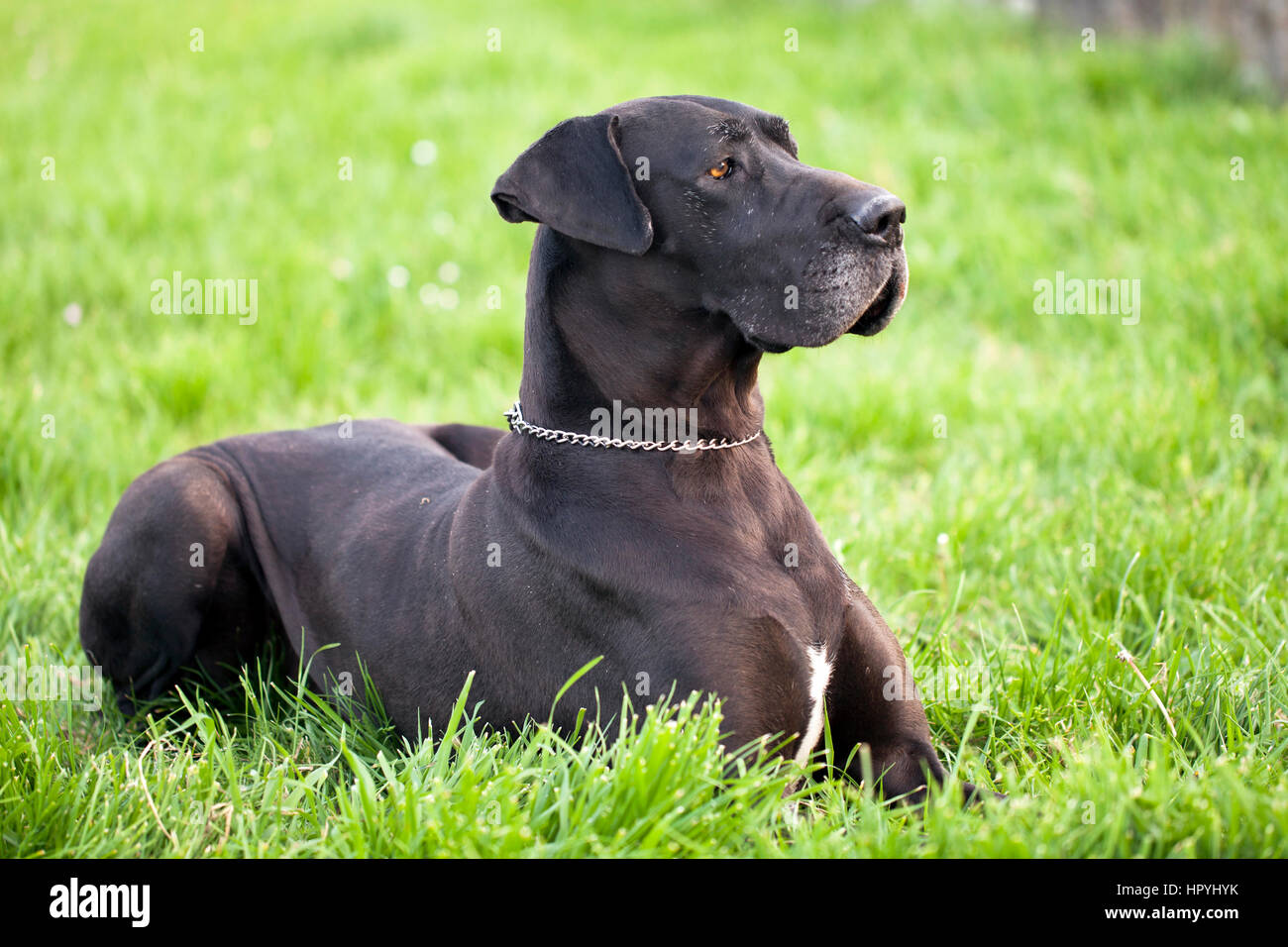 Dog German event, Selective focus and small depth of field Stock Photo ...
