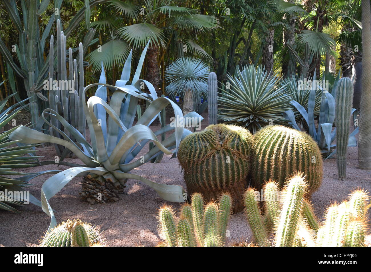 Flora in Jardin Majorelle in Marrakesh Stock Photo - Alamy