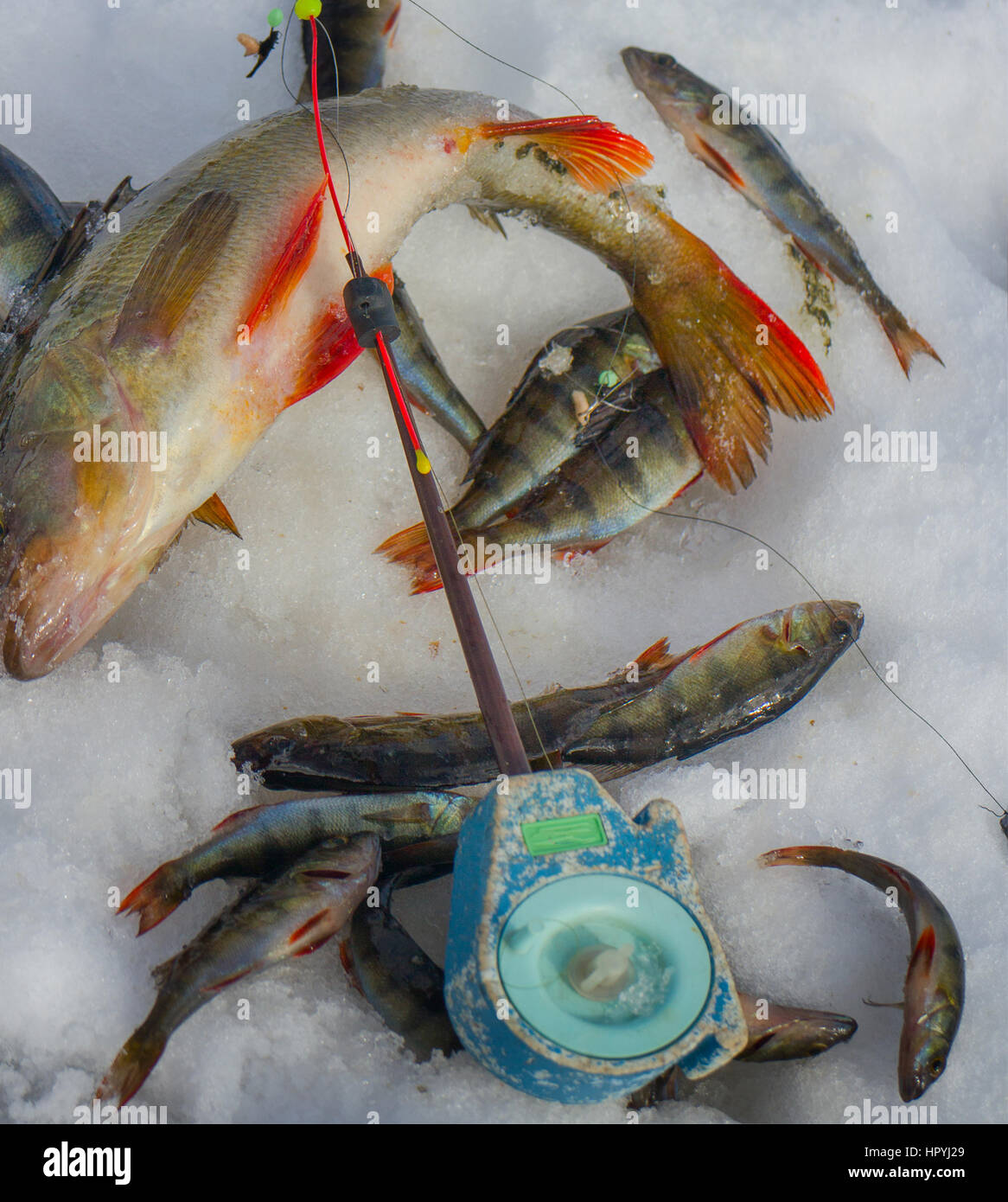 Winter ice fishing perch and rod Stock Photo - Alamy