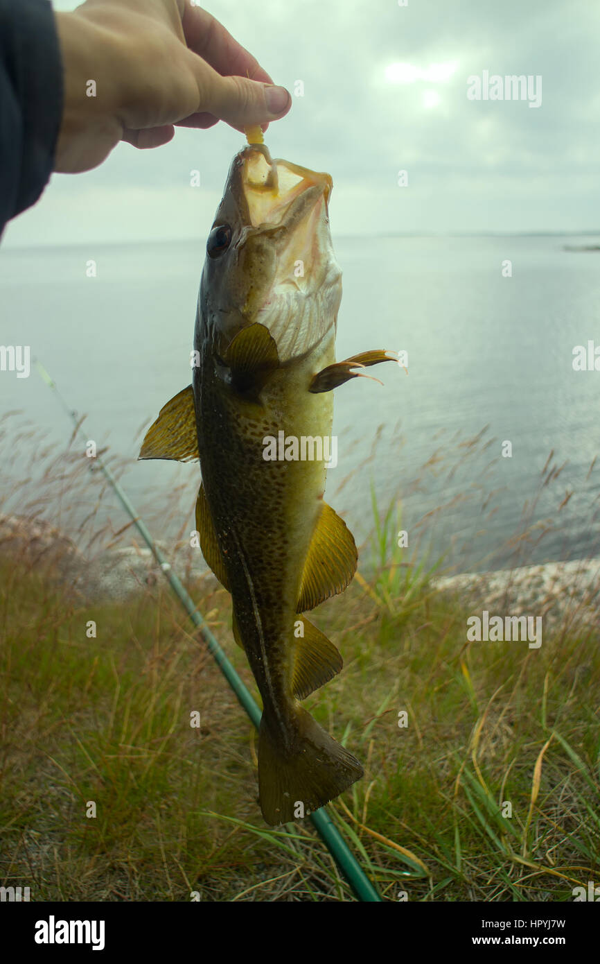Polar cod hi-res stock photography and images - Alamy