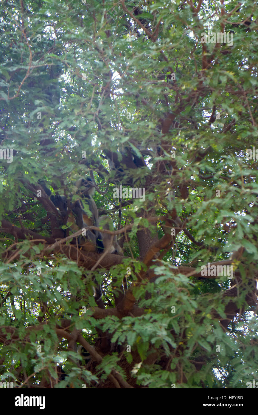 Flying hanuman hi-res stock photography and images - Alamy