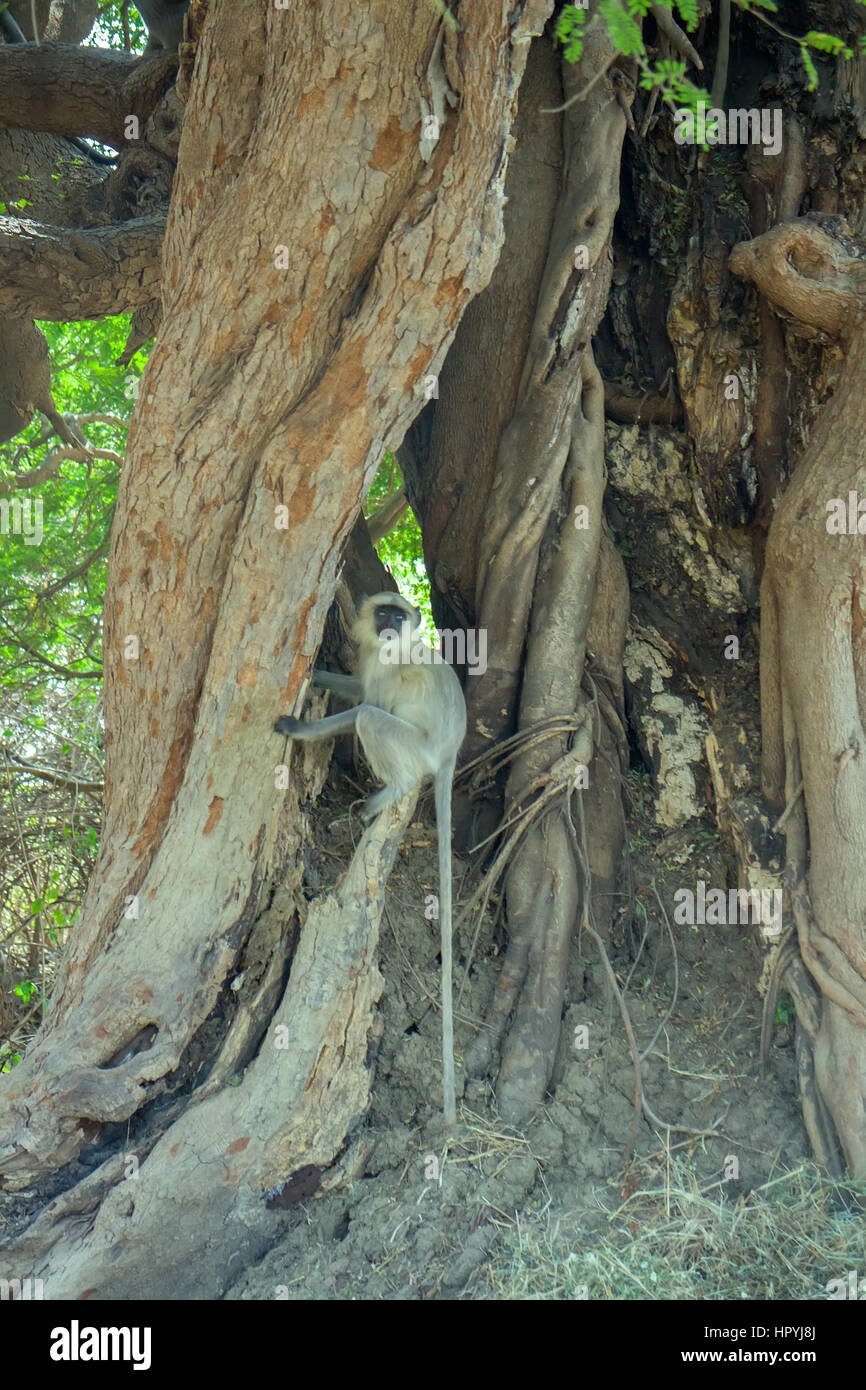 Hanuman langur (Presbytis entellus), sacred longtail monkey of India ...