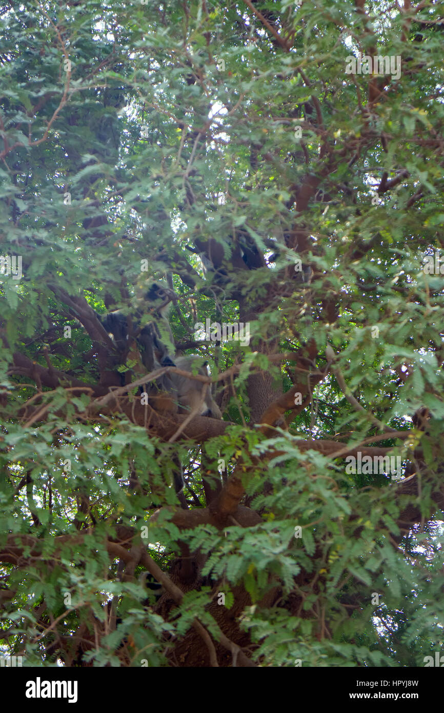 Flying soldiers of monkey God Hanuman 1. Bunch of monkeys (entellus ...