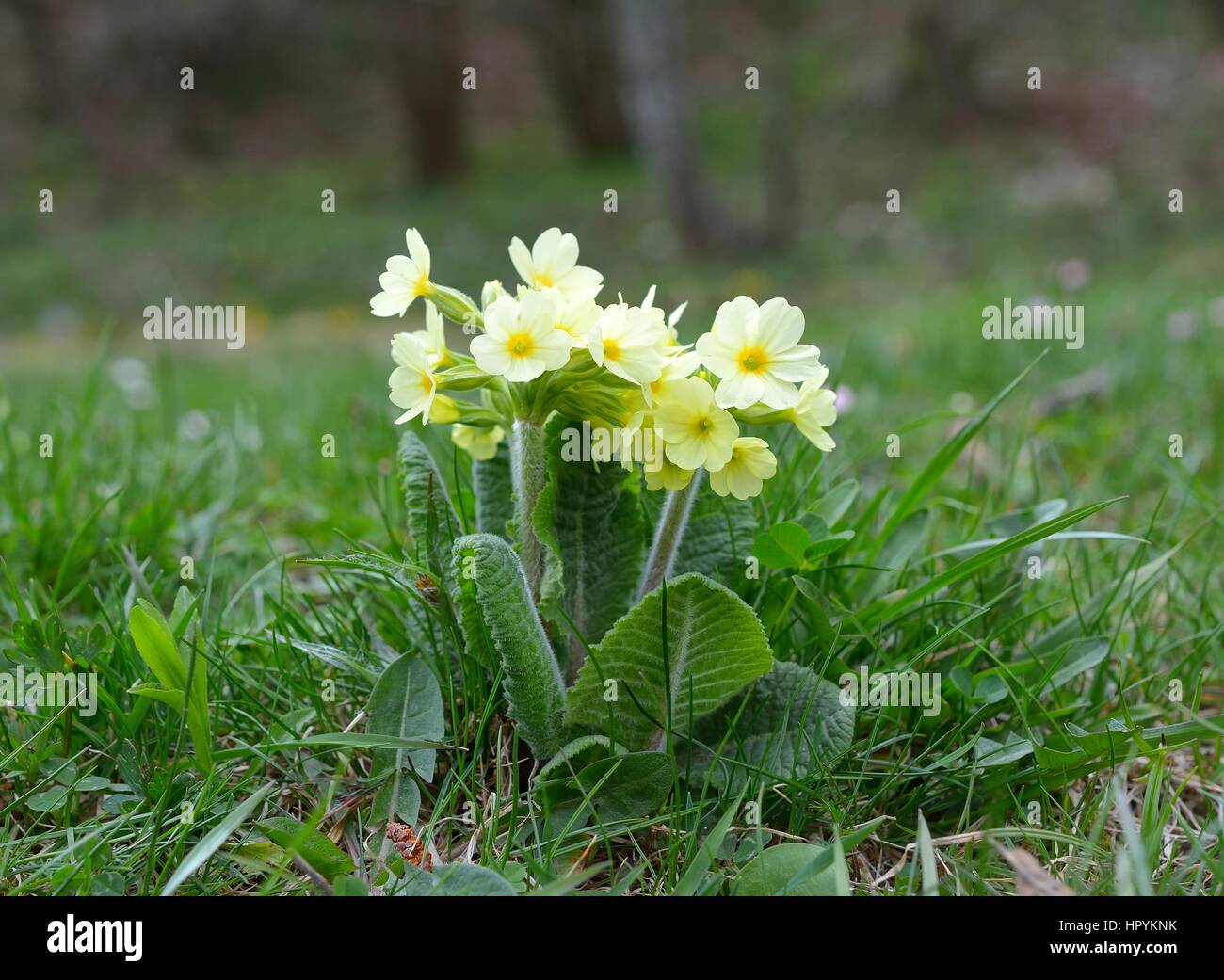 True cowslip hi-res stock photography and images - Alamy
