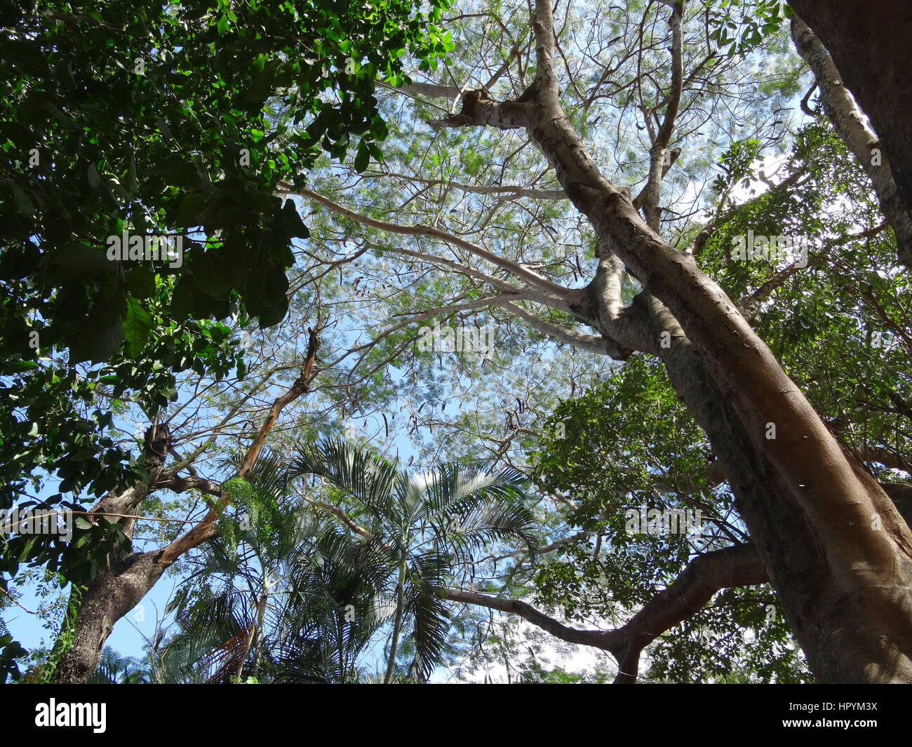 View of the sky through tropical tree branches Stock Photo - Alamy