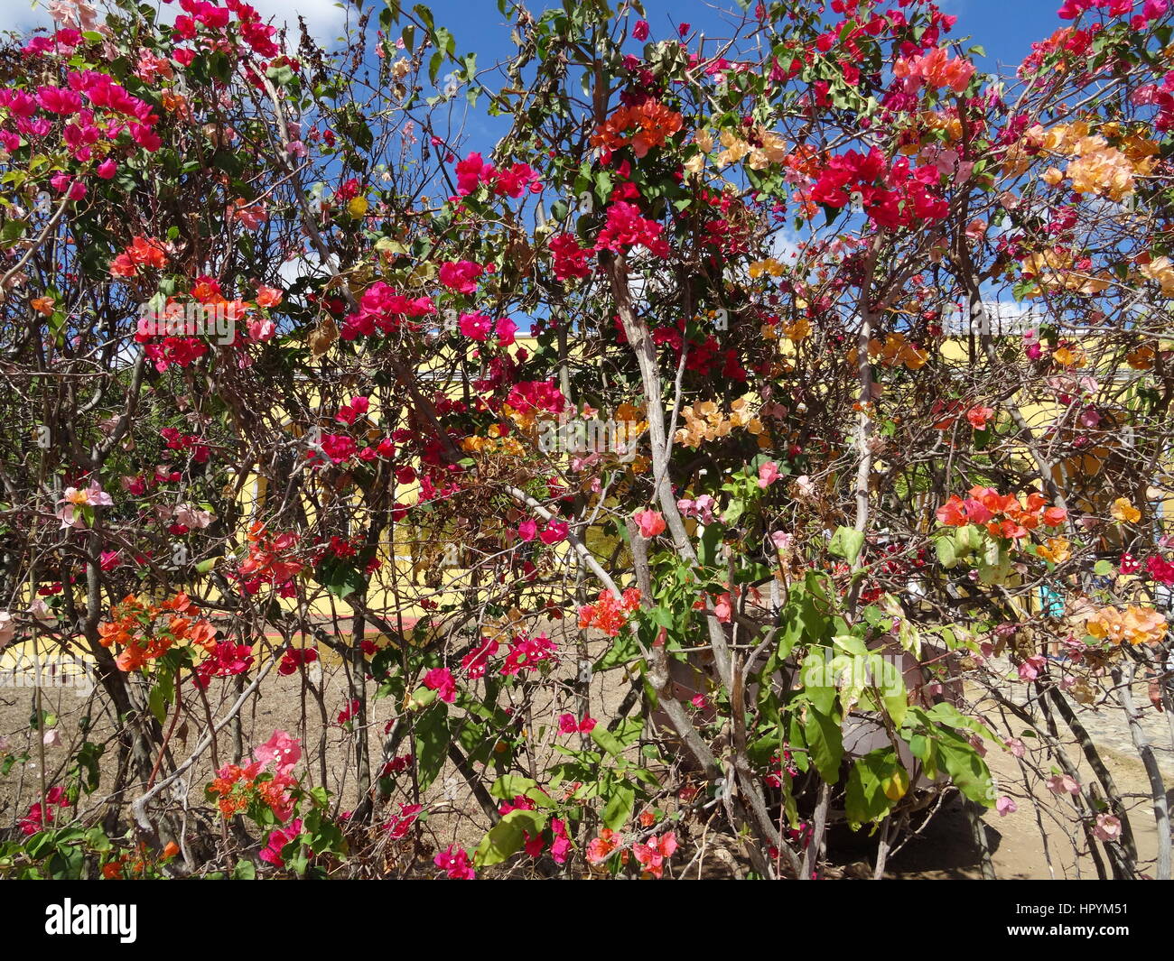 Tropical flowering shrubs hi-res stock photography and images - Alamy