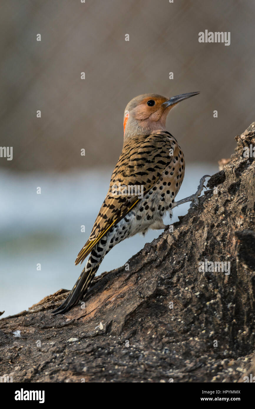 Northern flicker sitting on tree hi-res stock photography and images ...