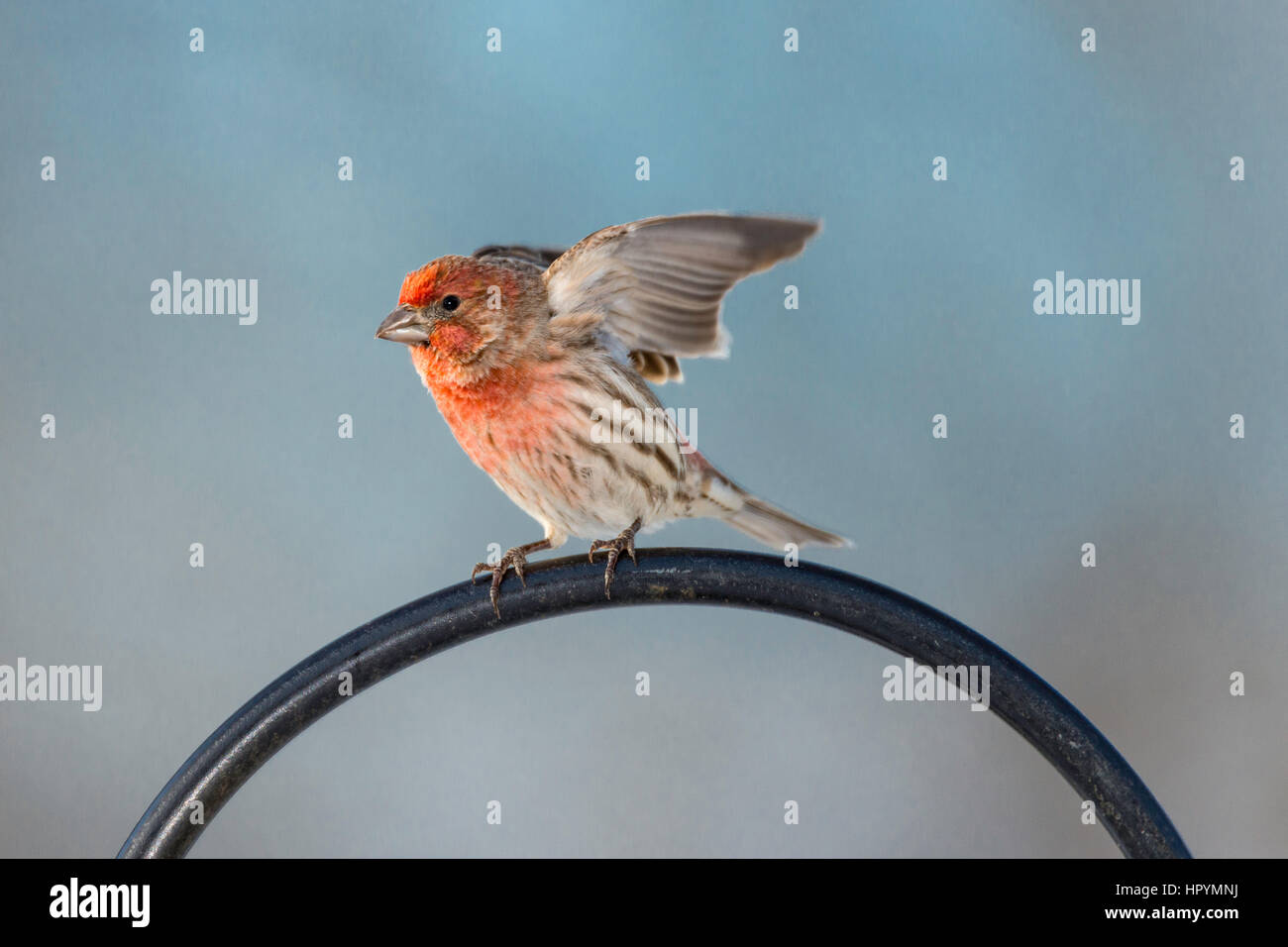 Male House Finch taking flight Stock Photo - Alamy