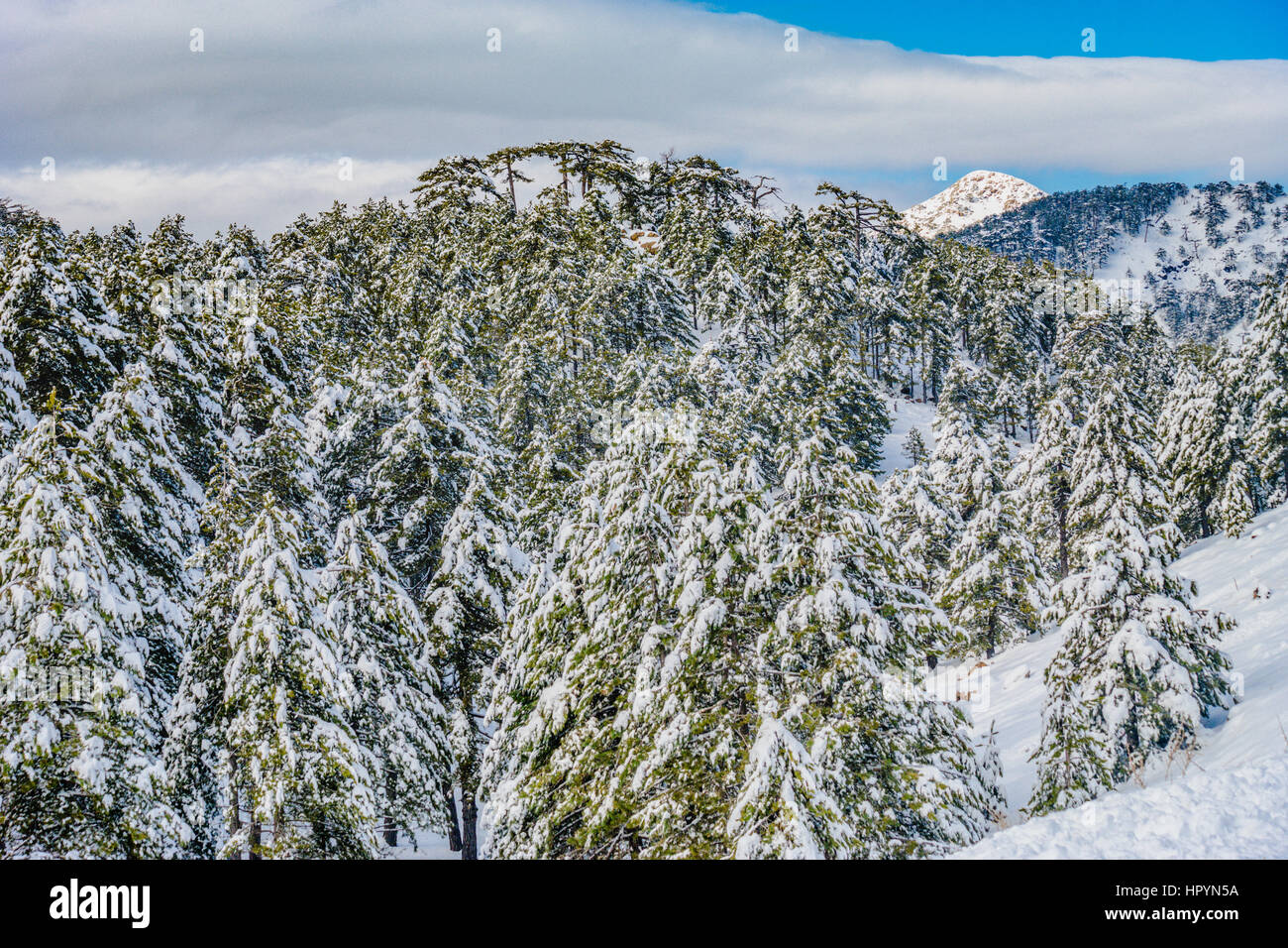 winter mountan and forest scene in turkey,mountains nearby ...