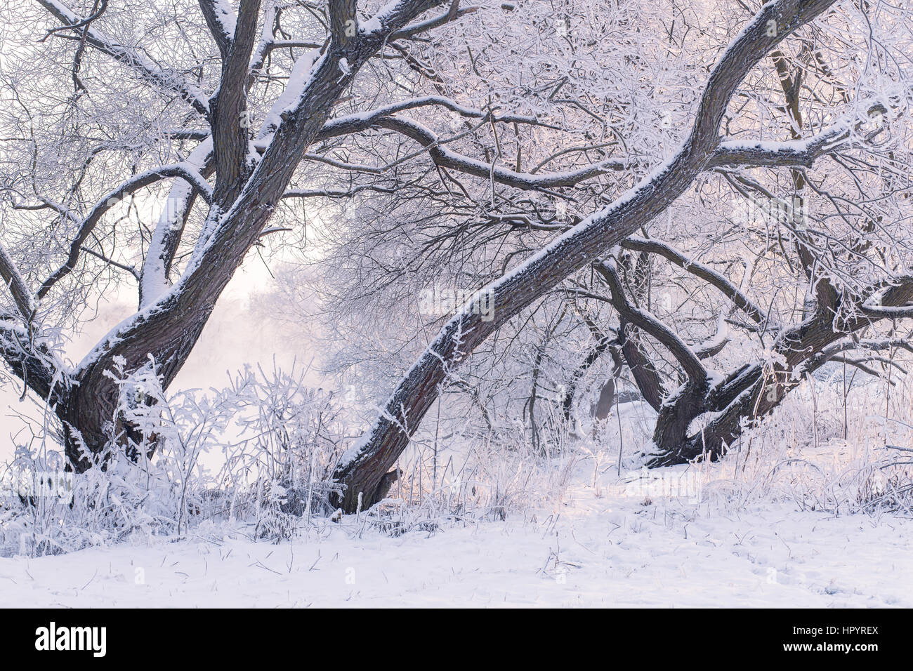 White snow on the trees in frosty winter weather Stock Photo - Alamy