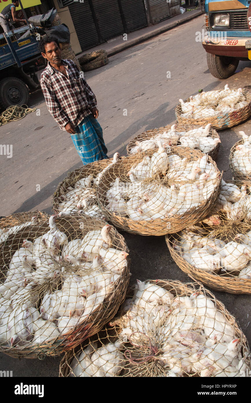 Indian chickens hi-res stock photography and images - Alamy