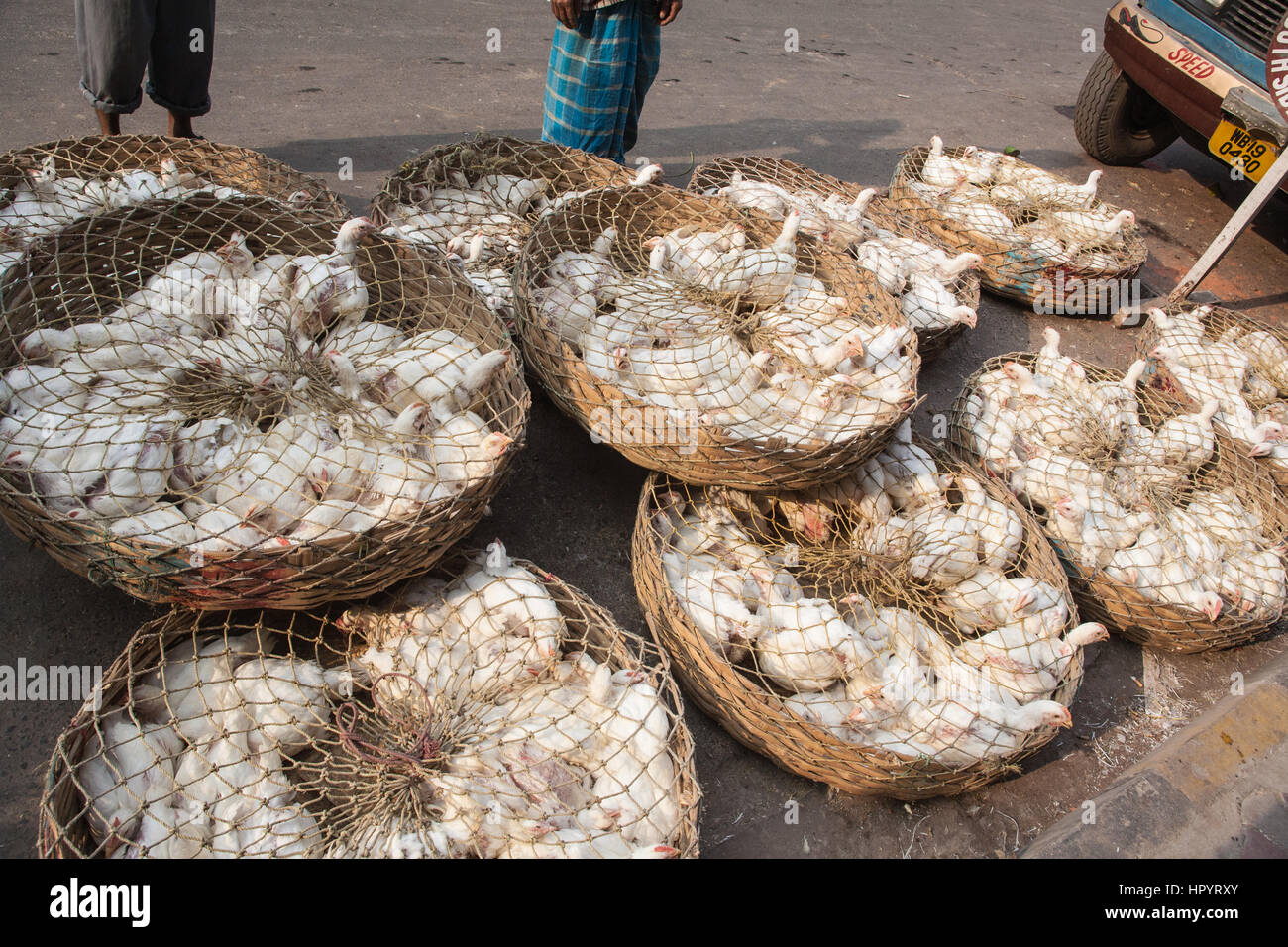 Chicken india alive hi-res stock photography and images - Alamy