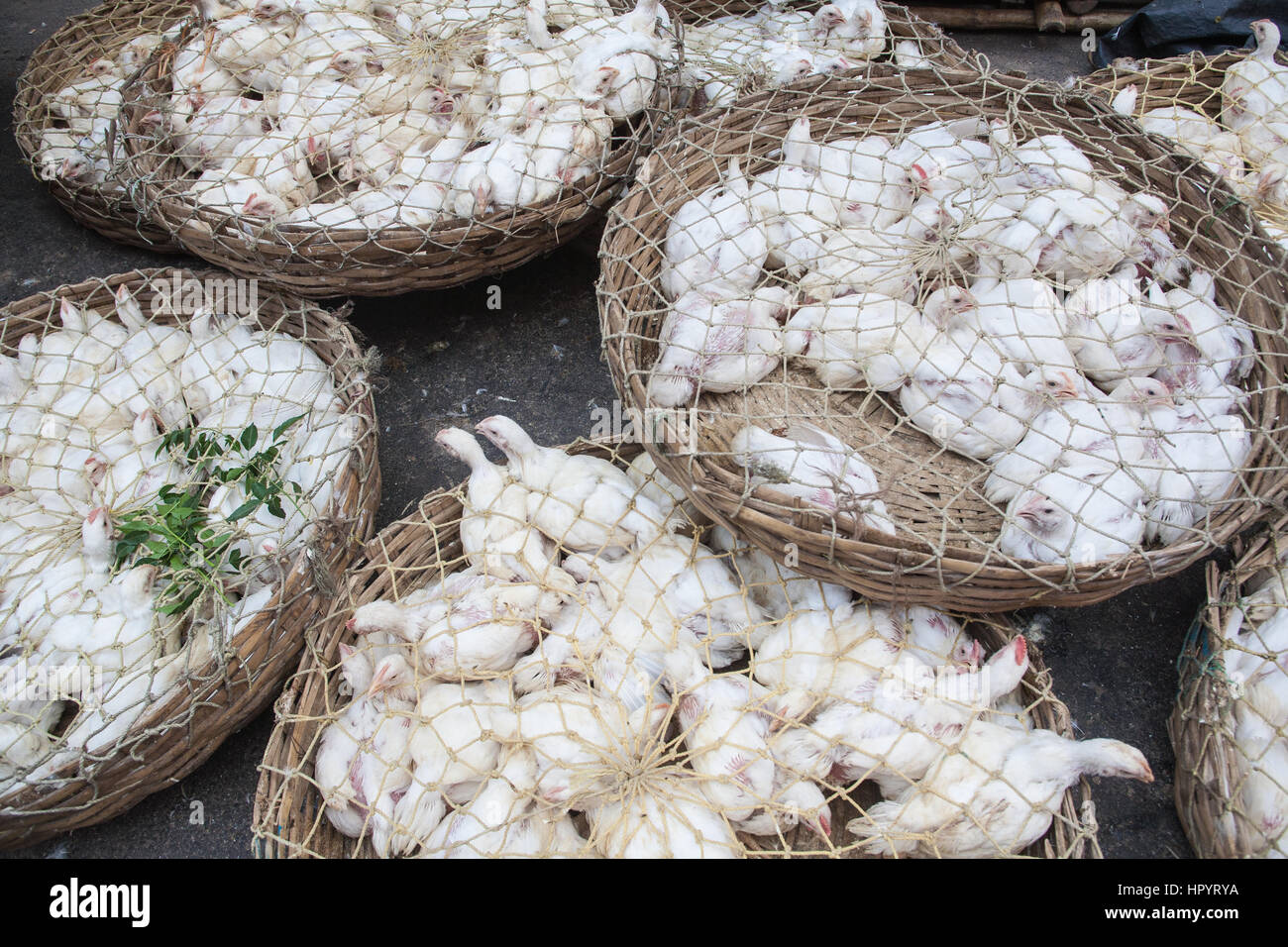 Chicken india alive hi-res stock photography and images - Alamy