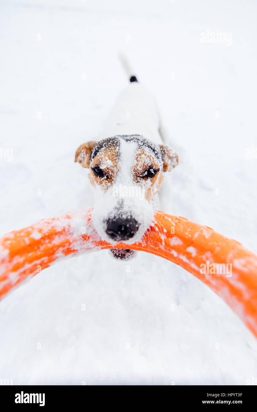 Stubborn Jack Russell in the snow plays with his toy by dragging it ...