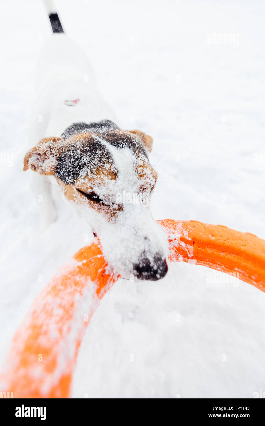 Stubborn Jack Russell in the snow plays with his toy by dragging it ...