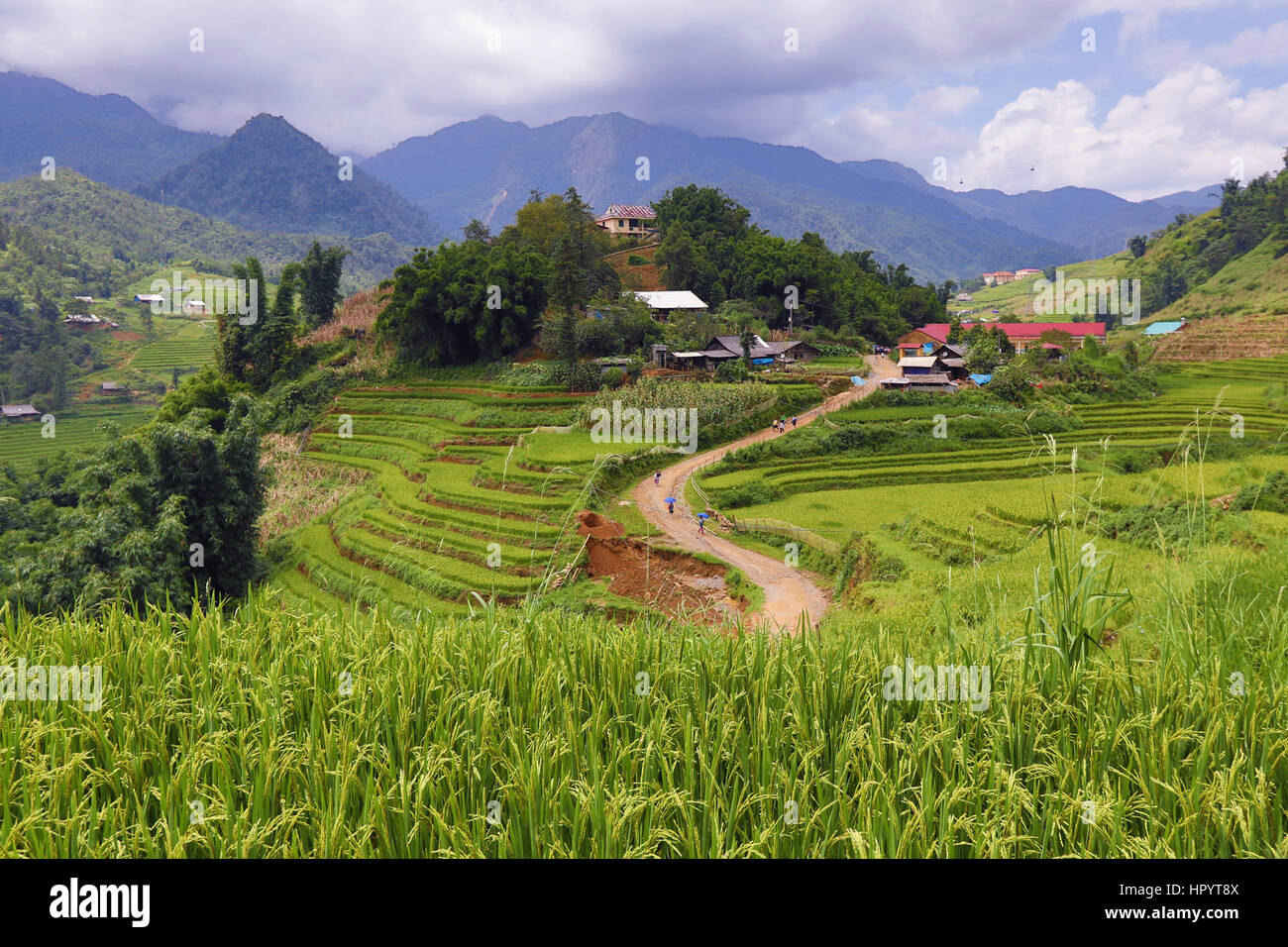 Terraced Rice Fields, Vietnam Stock Photo - Alamy