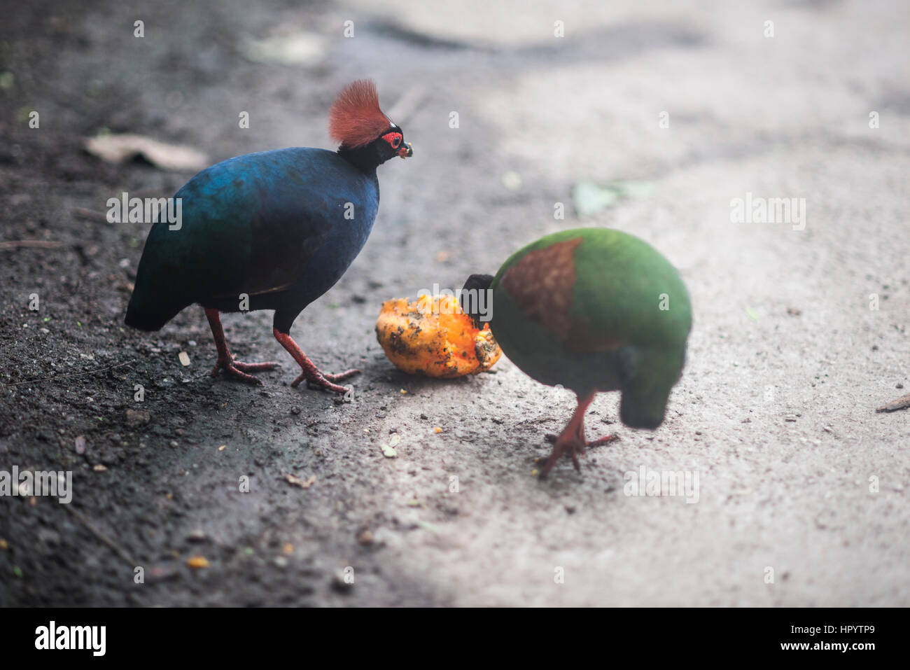 Rollulus rouloul at the Eden Project Stock Photo - Alamy