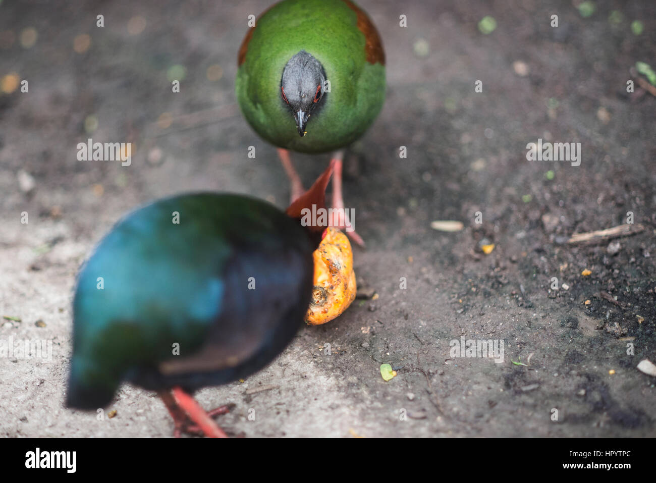 Rollulus rouloul at the Eden Project Stock Photo - Alamy