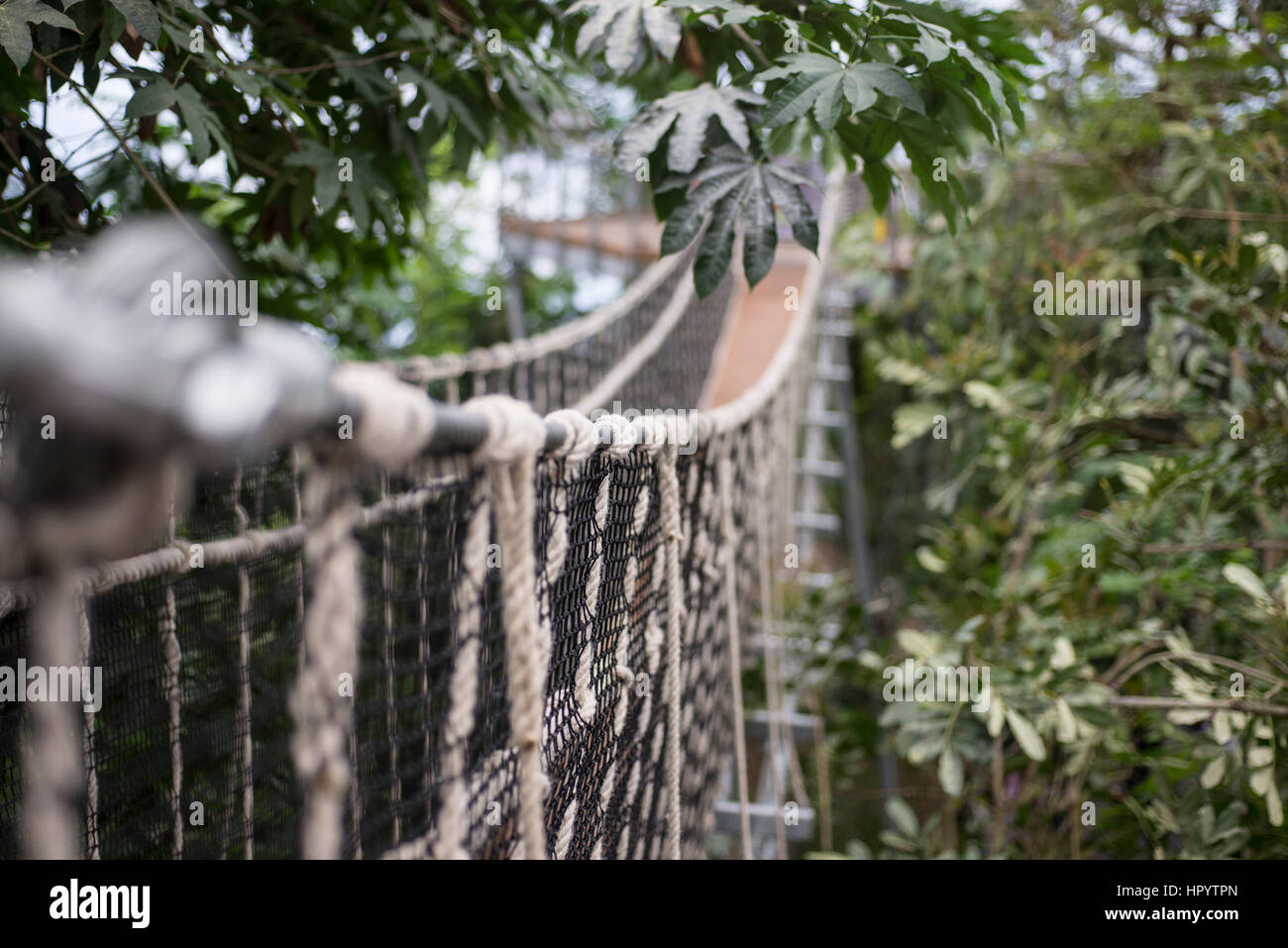The rope bridge in the rainforest, Eden Project, Cornwall Stock Photo ...