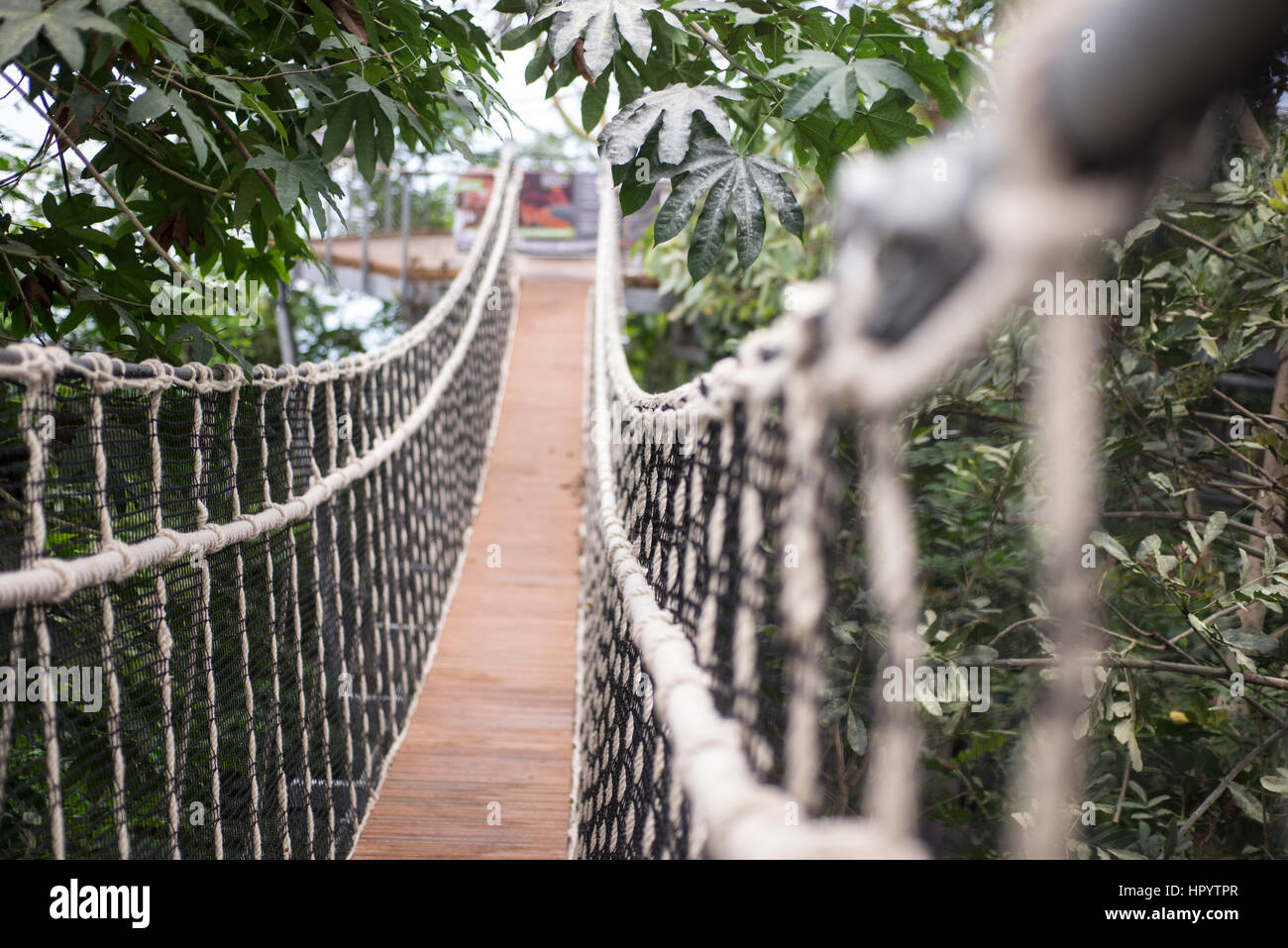 The rope bridge in the rainforest, Eden Project, Cornwall Stock Photo ...