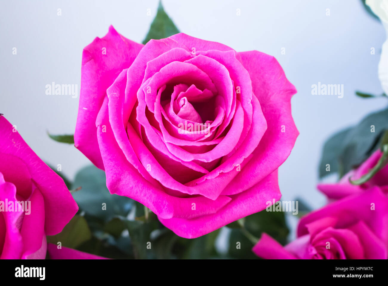unusual fresh big pink rose closeup magic Stock Photo - Alamy