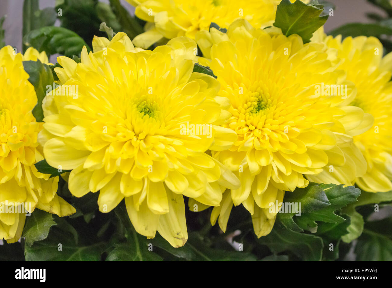 Fresh big yellow chrysanthemum closeup magic background Stock Photo - Alamy