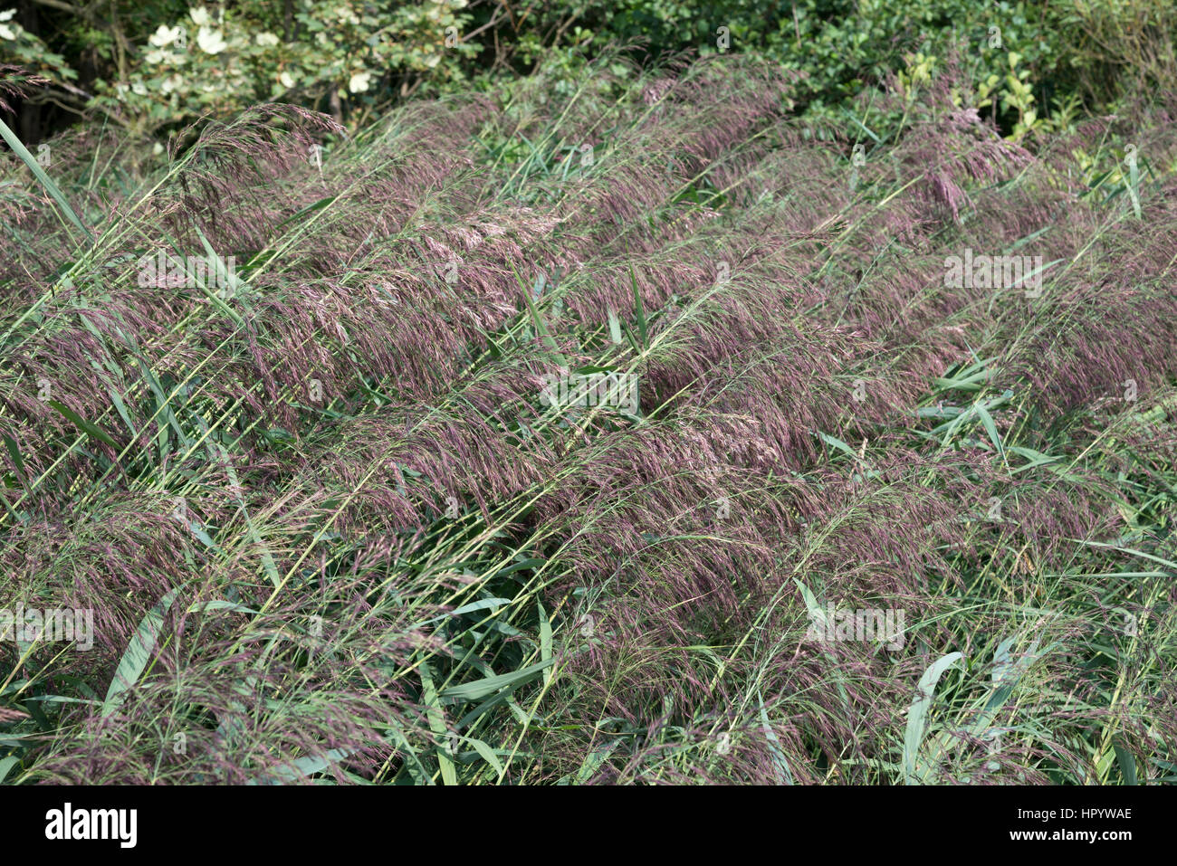 Flowering common reed at Cayton bay, North Yorkshire, England Stock ...