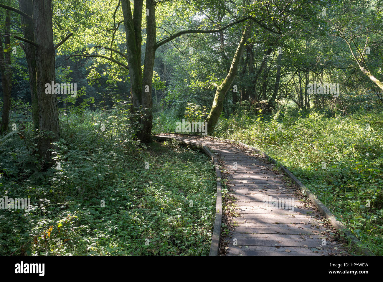 Wooden walkway along the river Derwent in Forge Valley woods near ...
