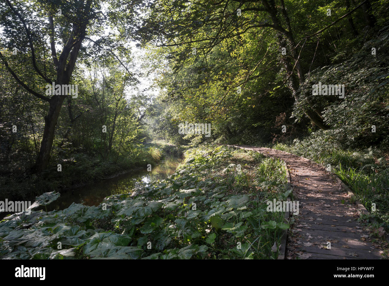 Wooden walkway along the river Derwent in Forge Valley woods near ...