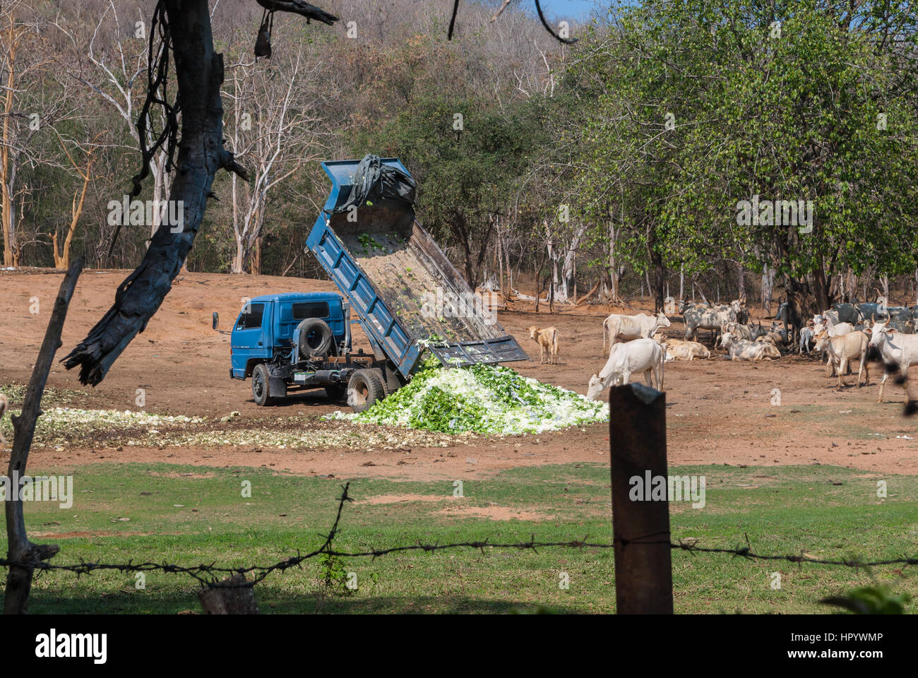 Big Truck Dumping Lots of Vegetable for Oxen and Cows Stock Photo - Alamy