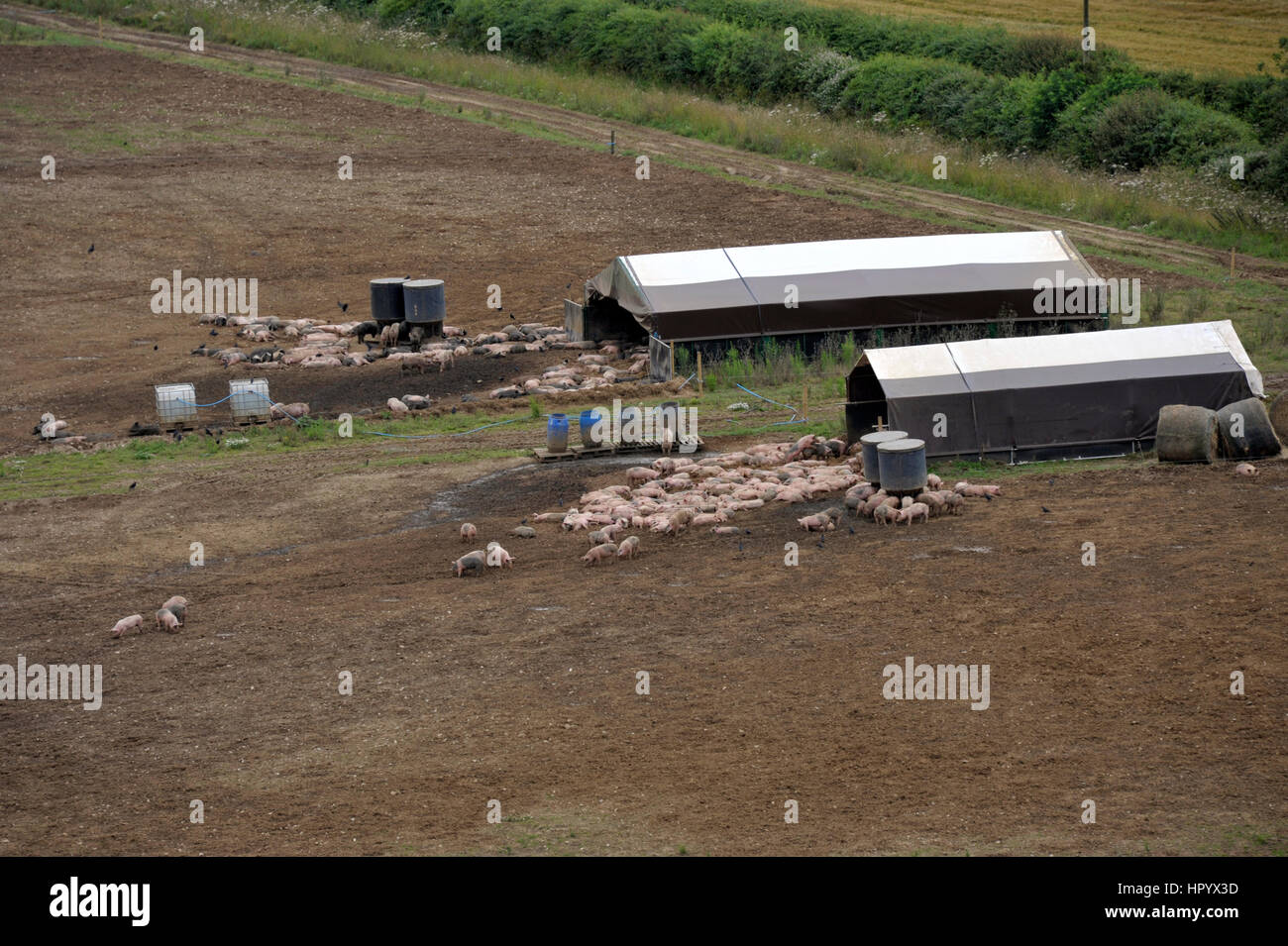 Pig unit uk hi-res stock photography and images - Alamy