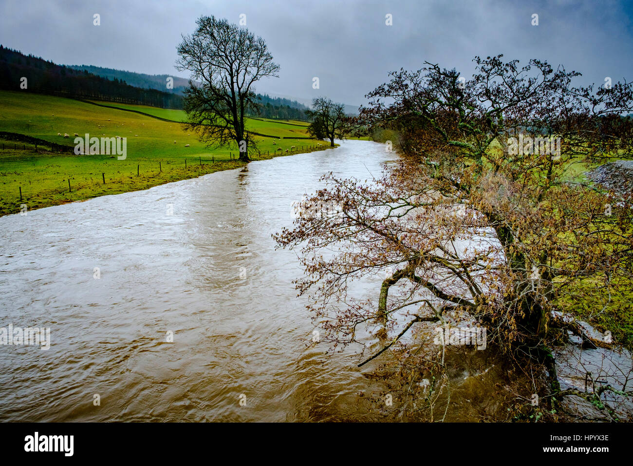 The River Tweed in flood in the Tweed valley between Broughton and ...