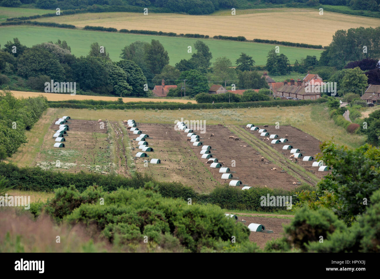 Pig unit hi-res stock photography and images - Alamy