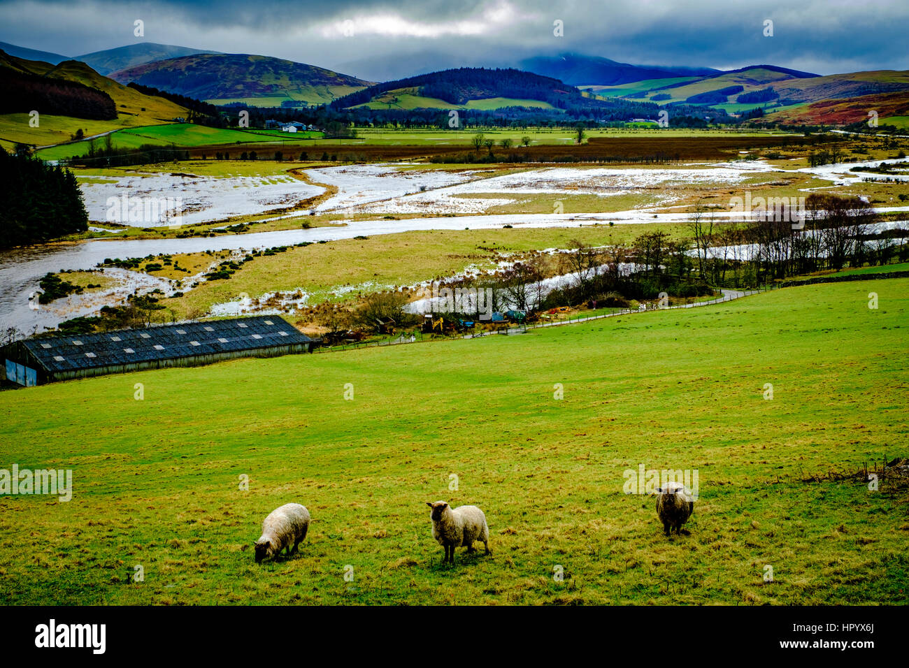 The River Tweed in flood in the Tweed valley between Broughton and ...