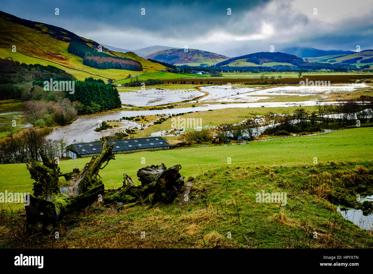 The River Tweed in flood in the Tweed valley between Broughton and ...
