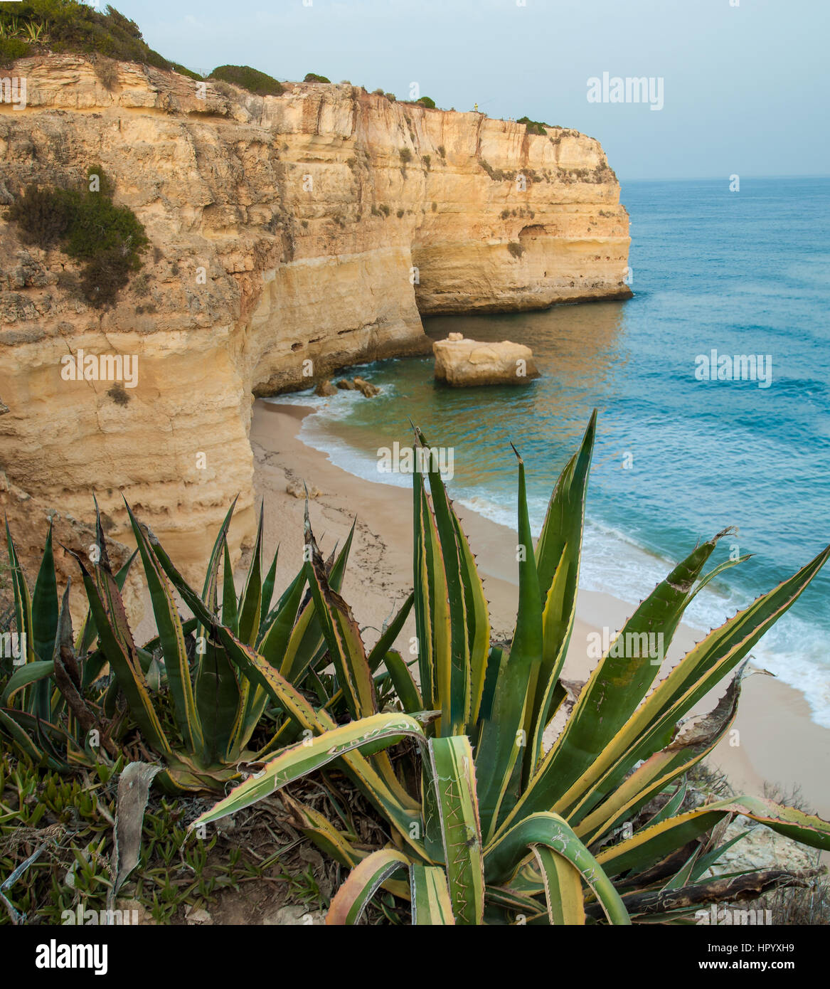 American aloe hi-res stock photography and images - Alamy