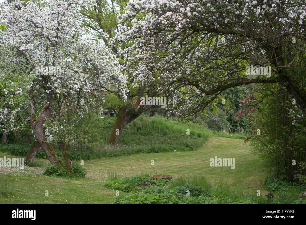 Flowering appletree in an old country garden Stock Photo - Alamy