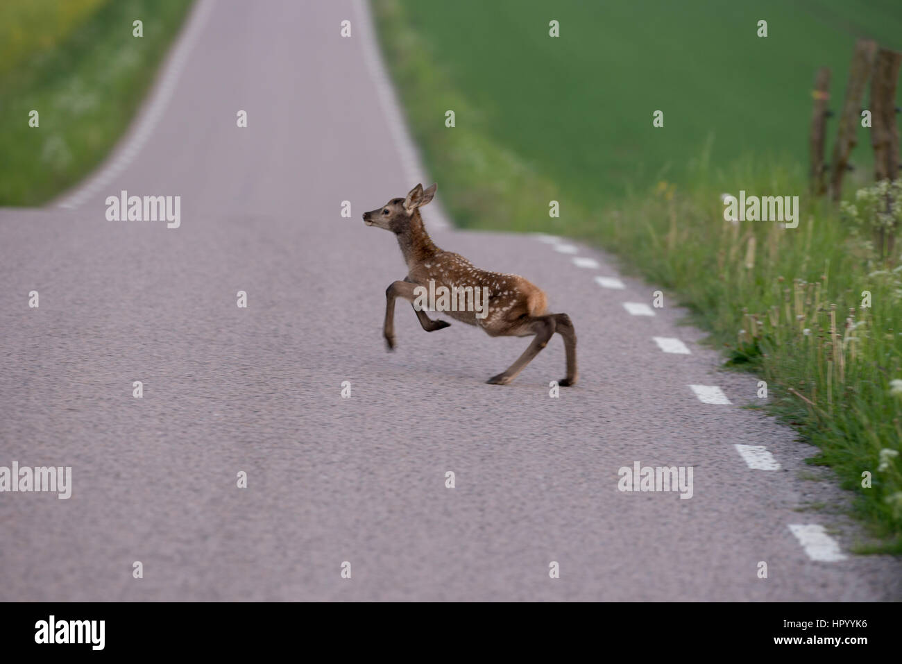 Deer legs hi-res stock photography and images - Alamy