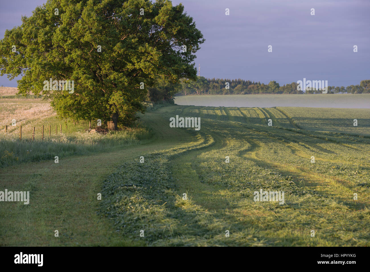 Open field with morning mist Stock Photo - Alamy