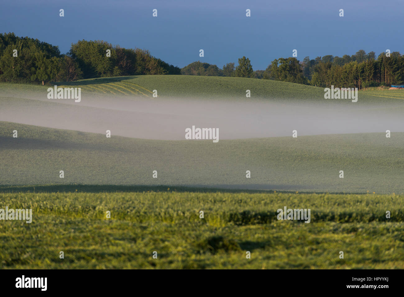 Open field with morning mist Stock Photo - Alamy