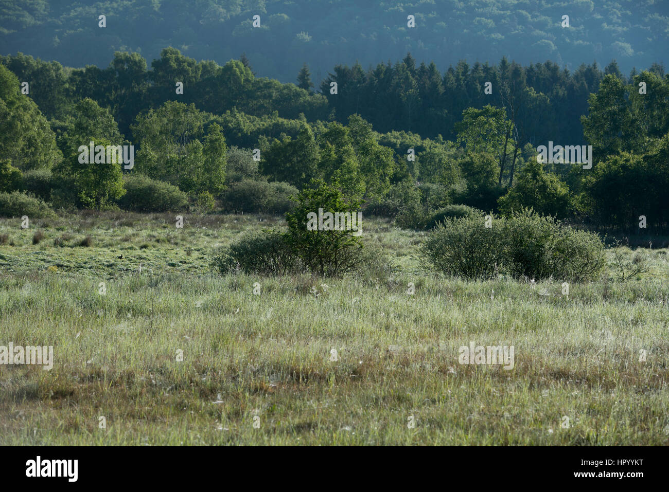 Fallow field in fyledalen valley beeing overgrown with bushes Stock ...