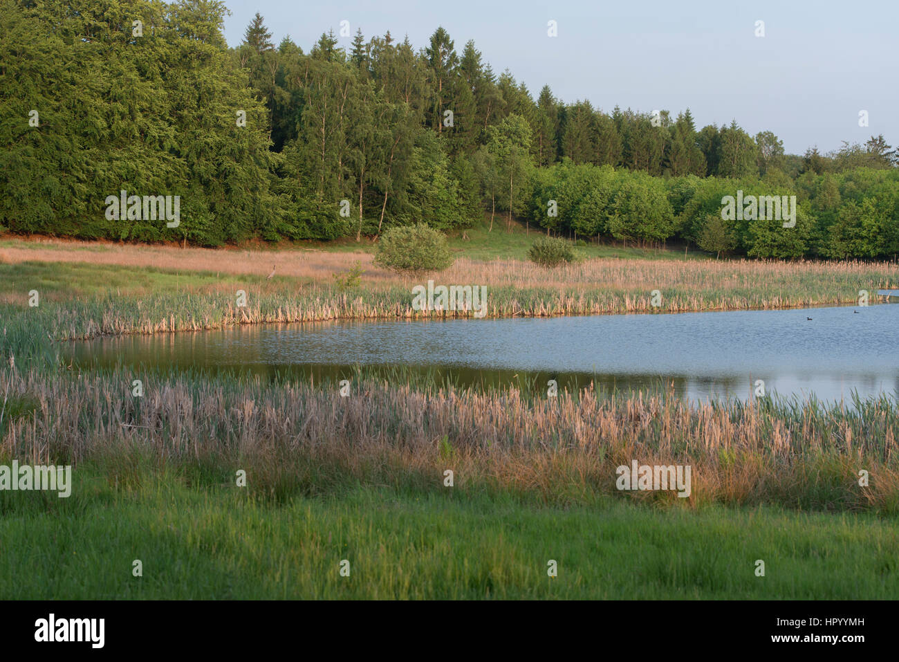 Open water is an important biotope in the forest Stock Photo - Alamy