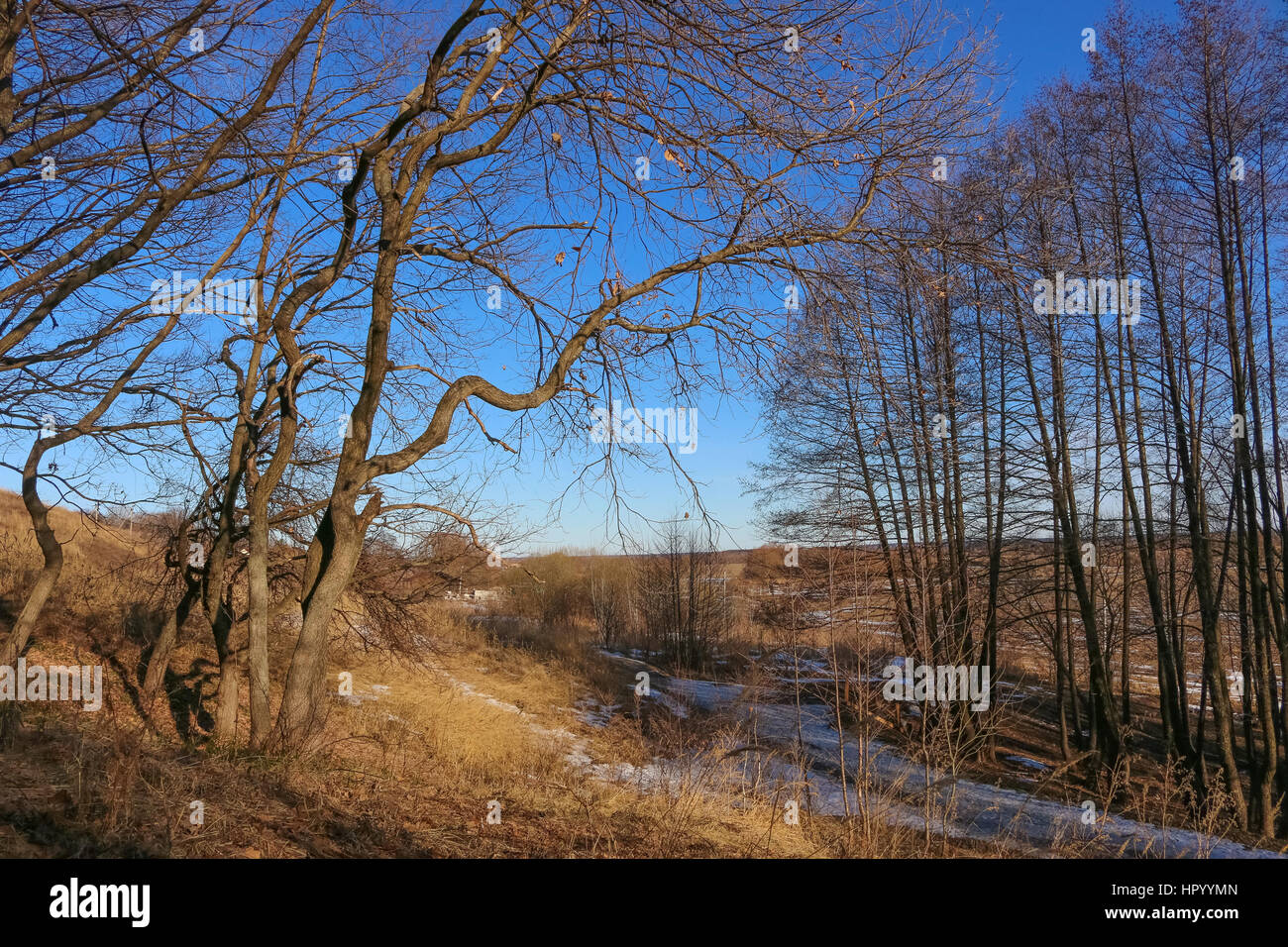 Edge of oak grove in the bright spring sunny day Stock Photo - Alamy