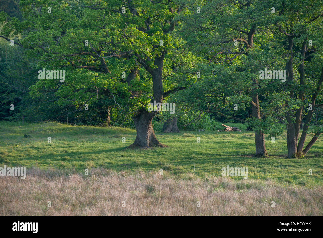 Solitary oak tree during leafling Stock Photo - Alamy