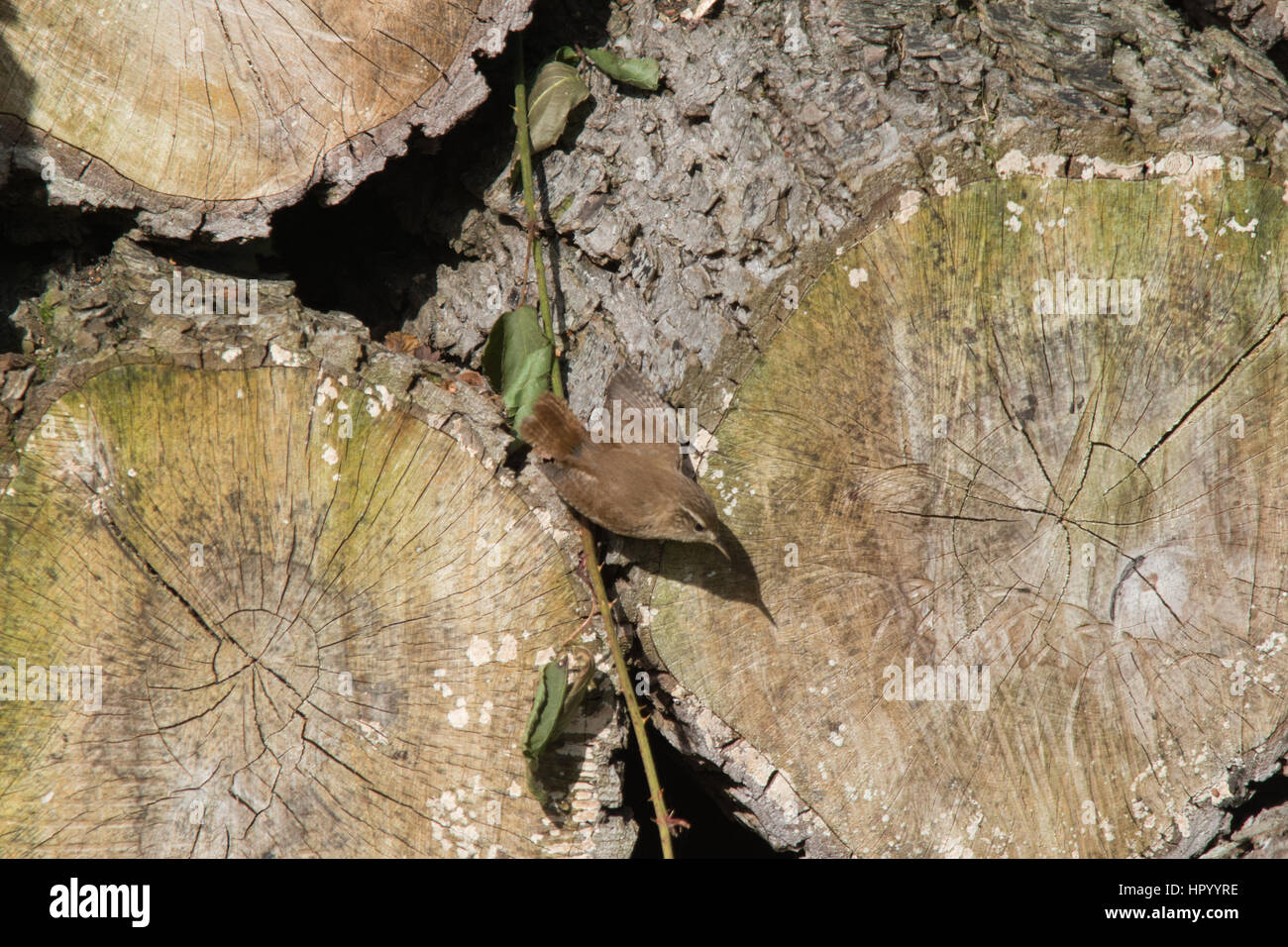 Wren on log pile hi-res stock photography and images - Alamy