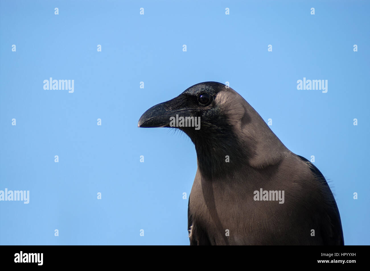Raven profile hi-res stock photography and images - Alamy