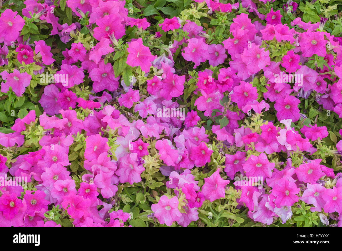Lots of Calibrachoa Callie Roses Stock Photo - Alamy