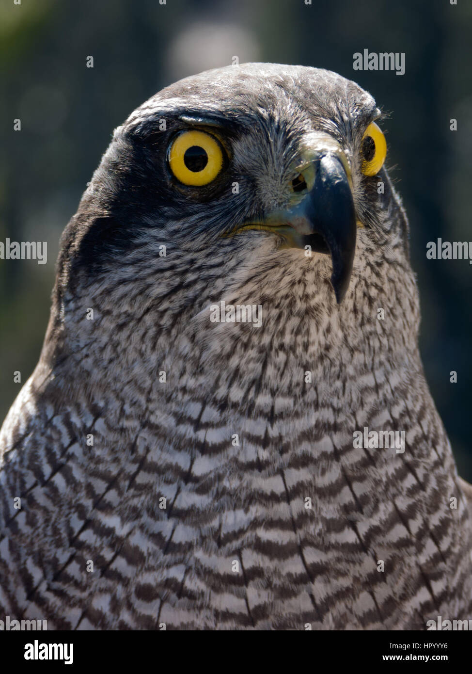 falcon with yellow eyes Stock Photo - Alamy