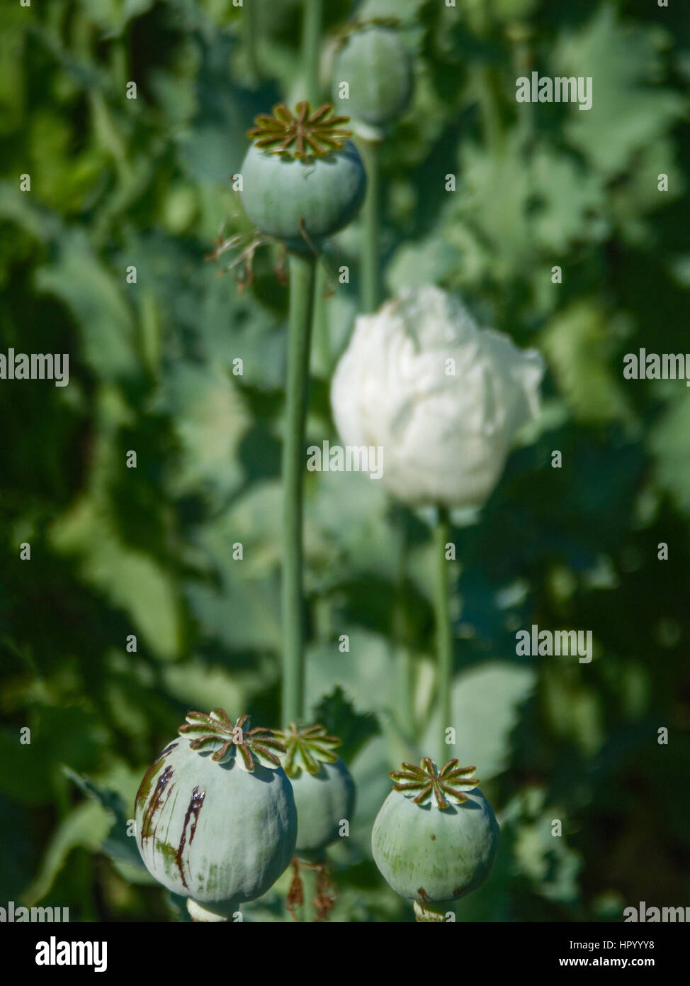 opium poppies and flower in background Stock Photo - Alamy